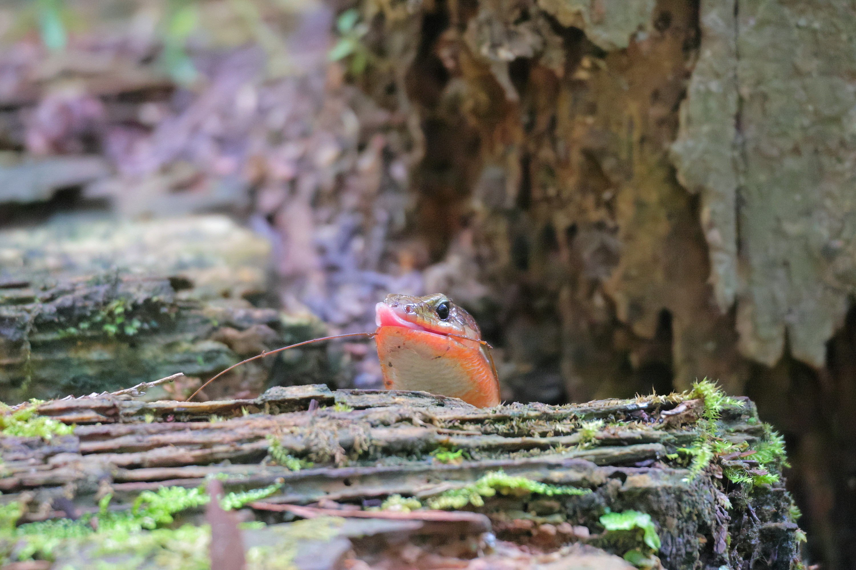 May (@PineMay@fedibird.com) - Fedibird